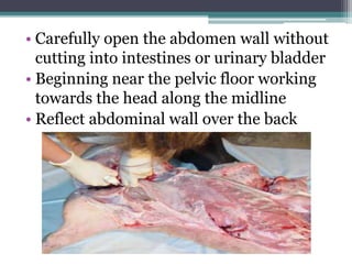 Autopsy of pig | PPTX