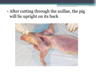 Autopsy of pig | PPTX