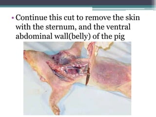 Autopsy of pig | PPTX
