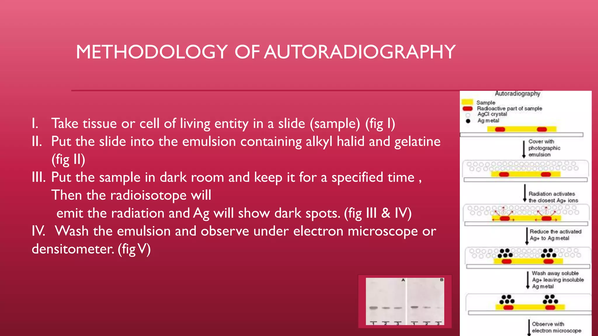 Autoradiography | PDF