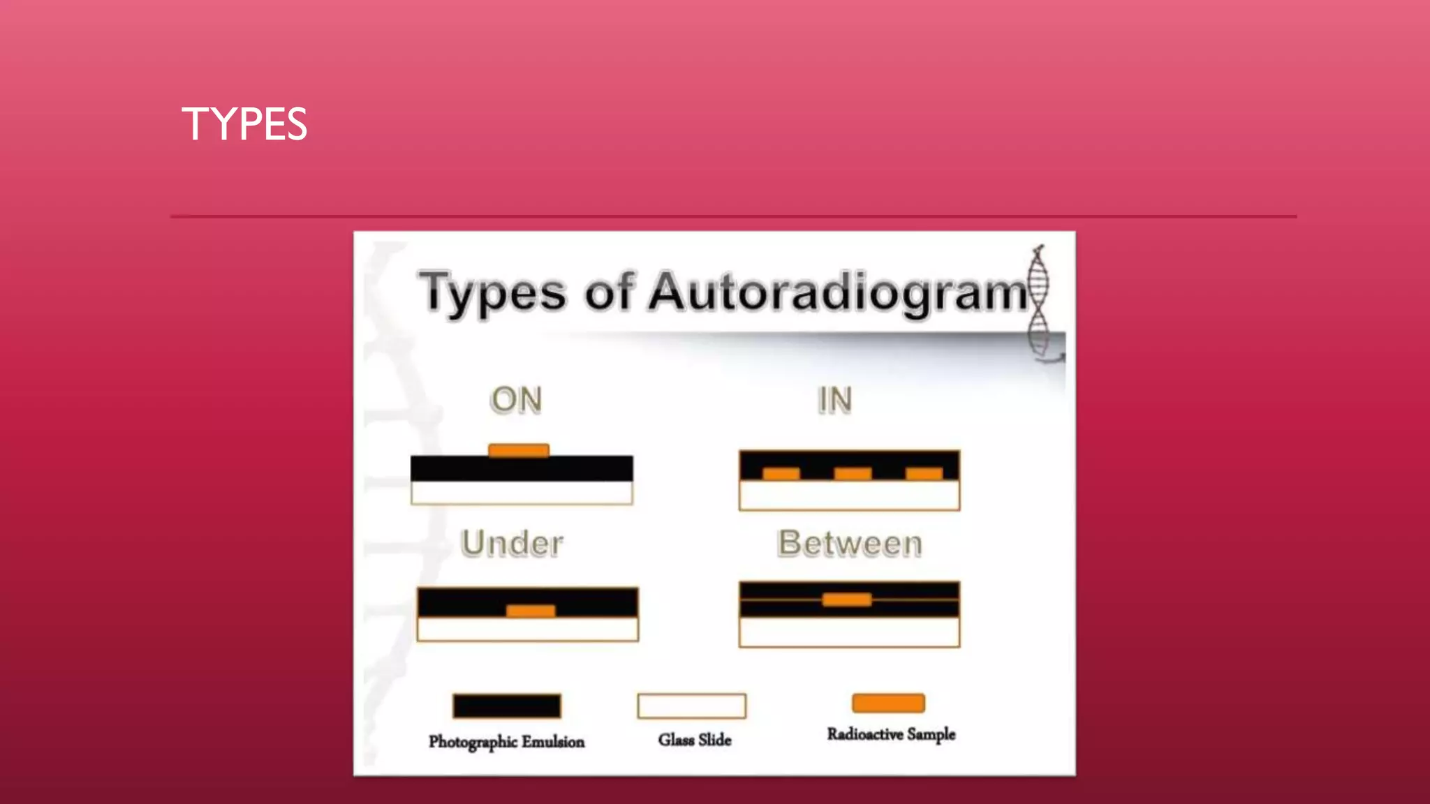 Autoradiography | PDF