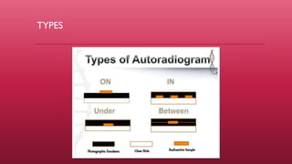 Autoradiography | PDF