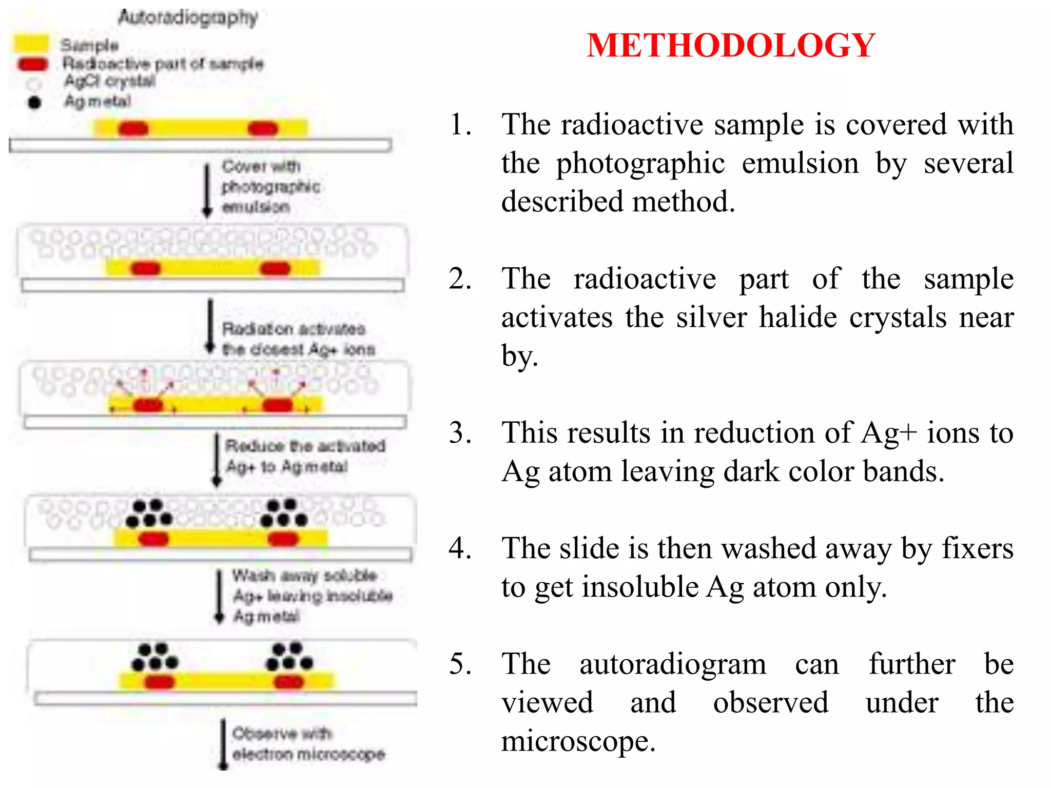Autoradiography | PPTX