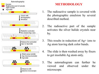 Autoradiography | PPTX