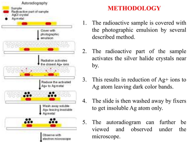 Autoradiography | PPTX