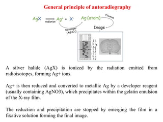 Autoradiography | PPTX