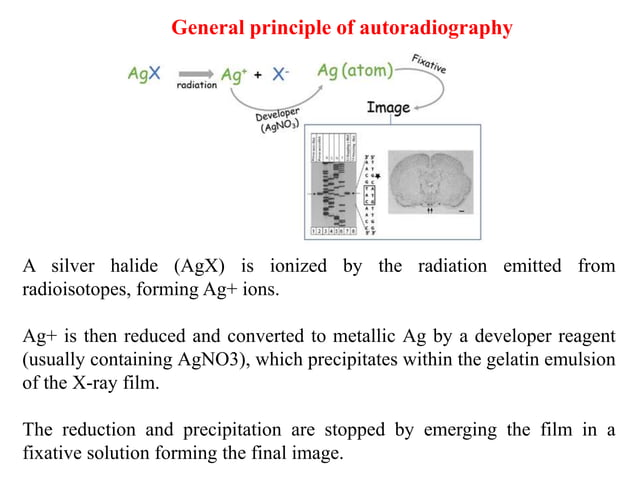 Autoradiography | PPTX