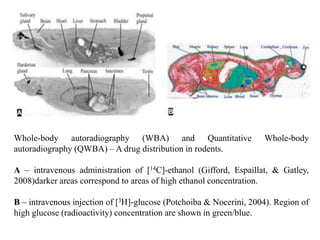 Autoradiography | PPTX