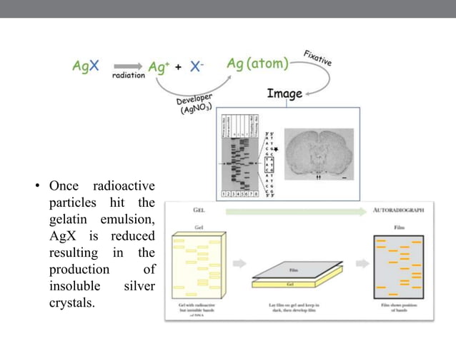 Autoradiography | PPTX | Medical Tests | Medical Health