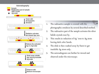 Autoradiography | PPTX