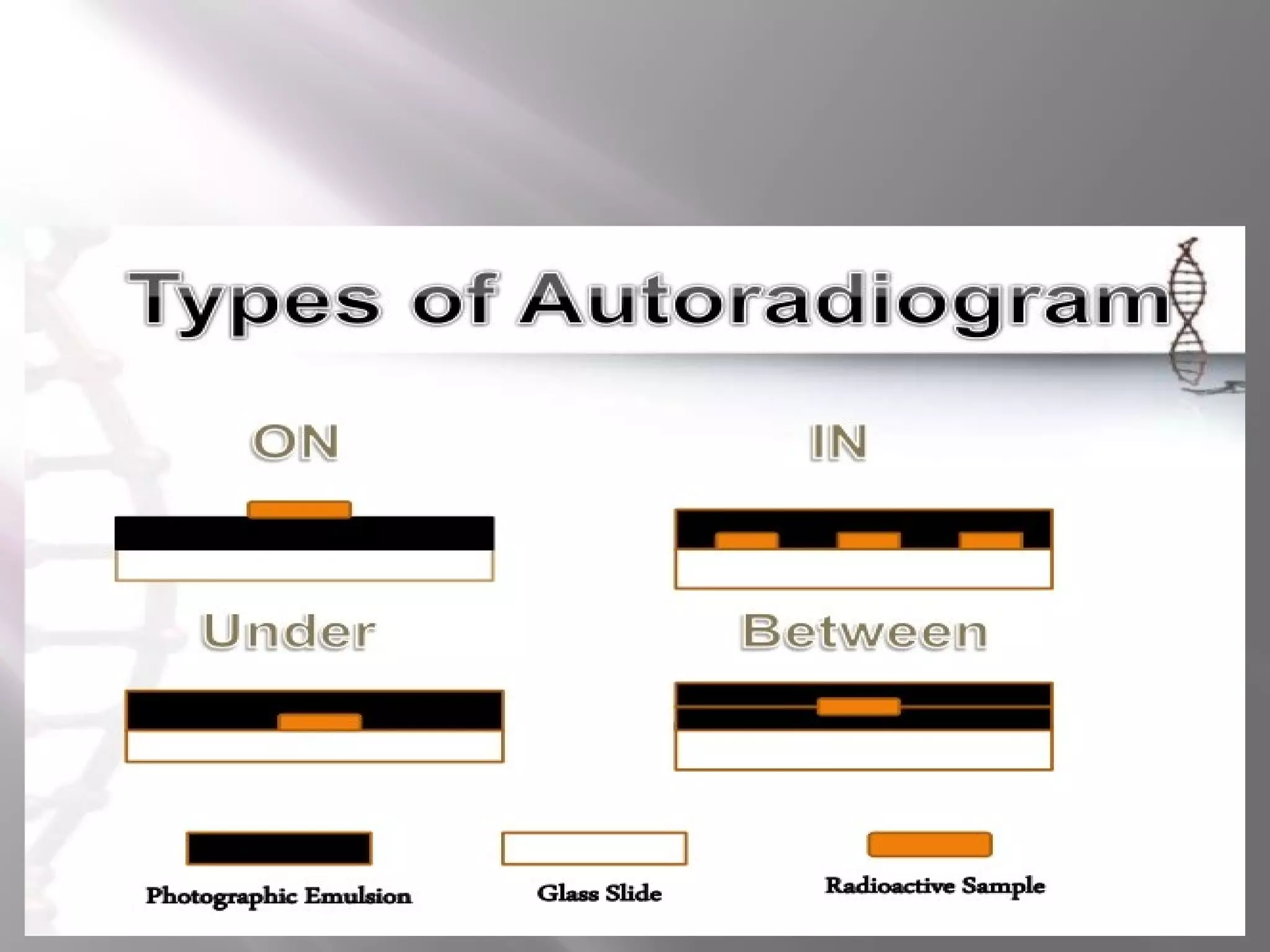 Autoradiography | PPT