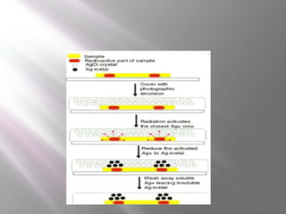 Autoradiography | PPT