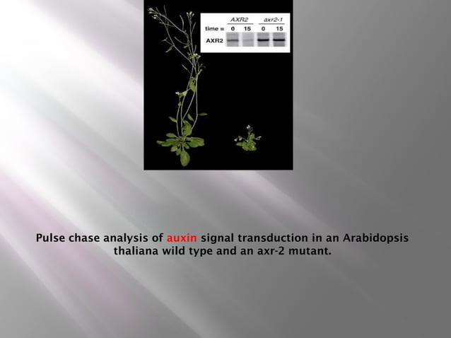 Autoradiography | PPT | Photography | Arts and Crafts