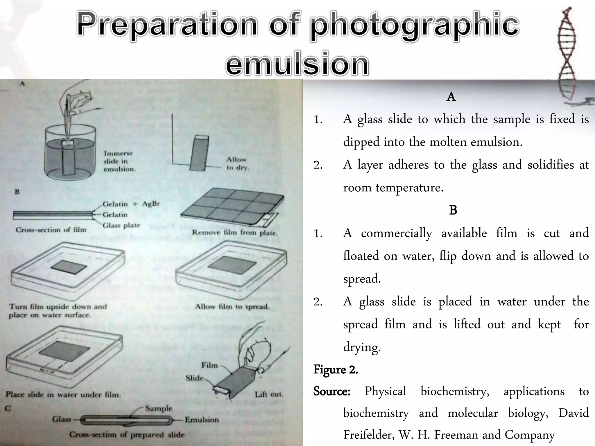 Autoradiography | PPTX