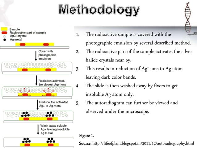 Autoradiography | PPTX | Chemistry | Science