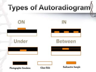 Autoradiography | PPTX