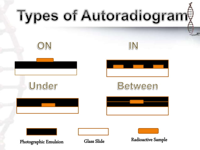 Autoradiography | PPTX | Chemistry | Science