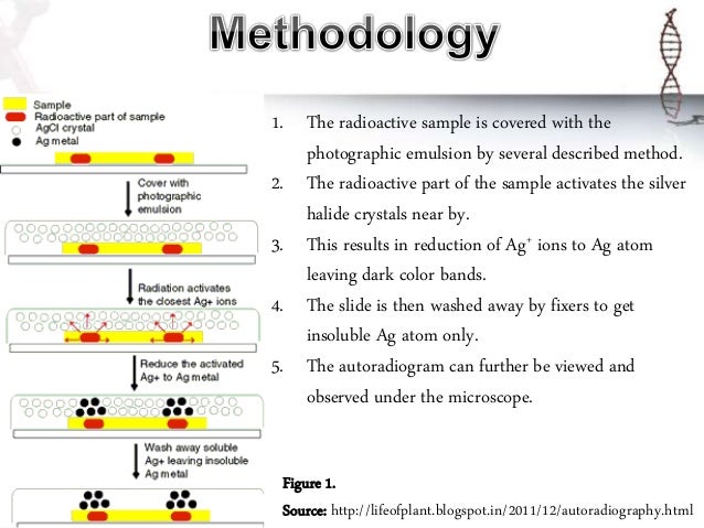 Autoradiography