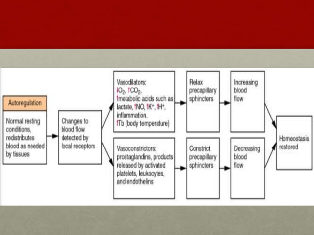 Autoregulation : Role and mechanism | PPTX