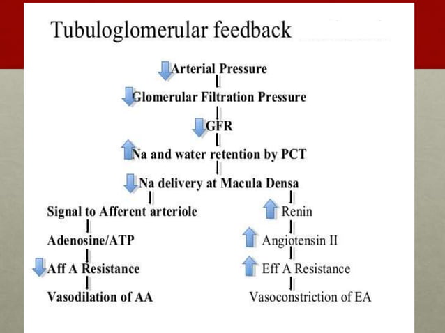 Autoregulation : Role and mechanism | PPTX