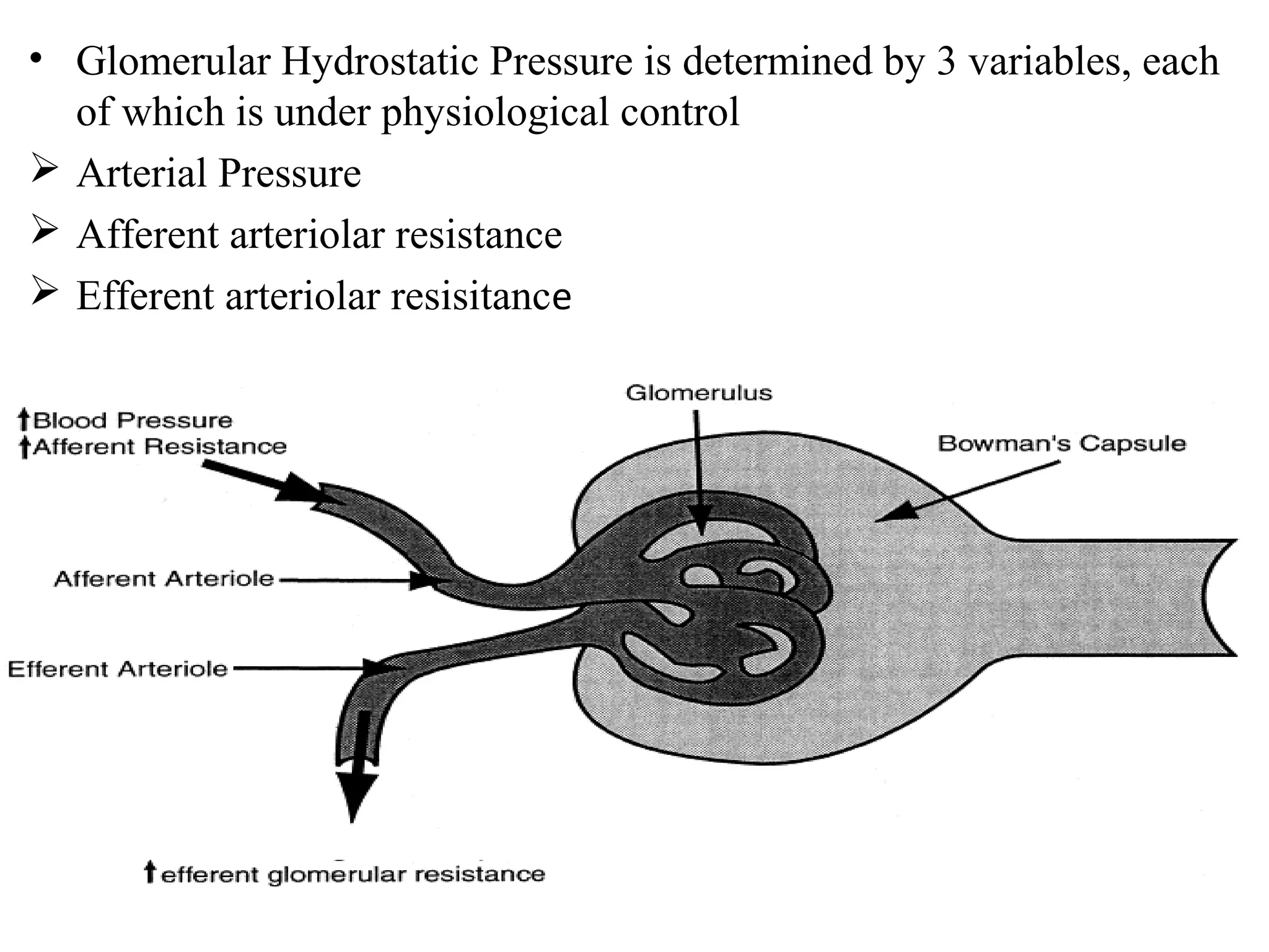 Autoregulation of Glomerular Filtration Rate | PPT