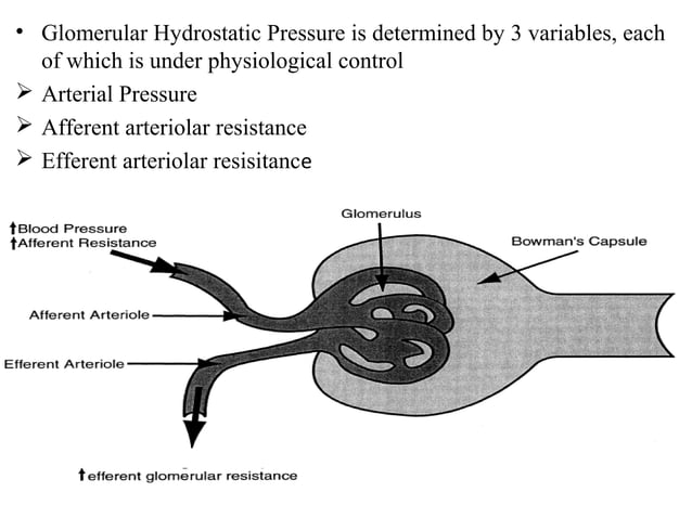Autoregulation of Glomerular Filtration Rate | PPT