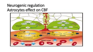 Autoregulation of cerebral blood flow | PPTX
