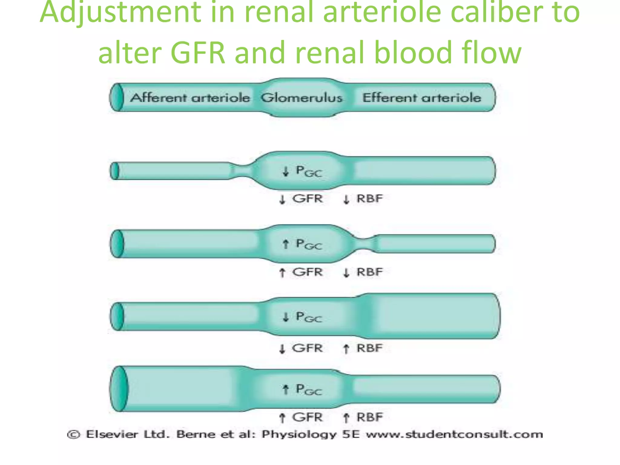 Autoregulation of glomerular filtration rate and renal blood | PPTX