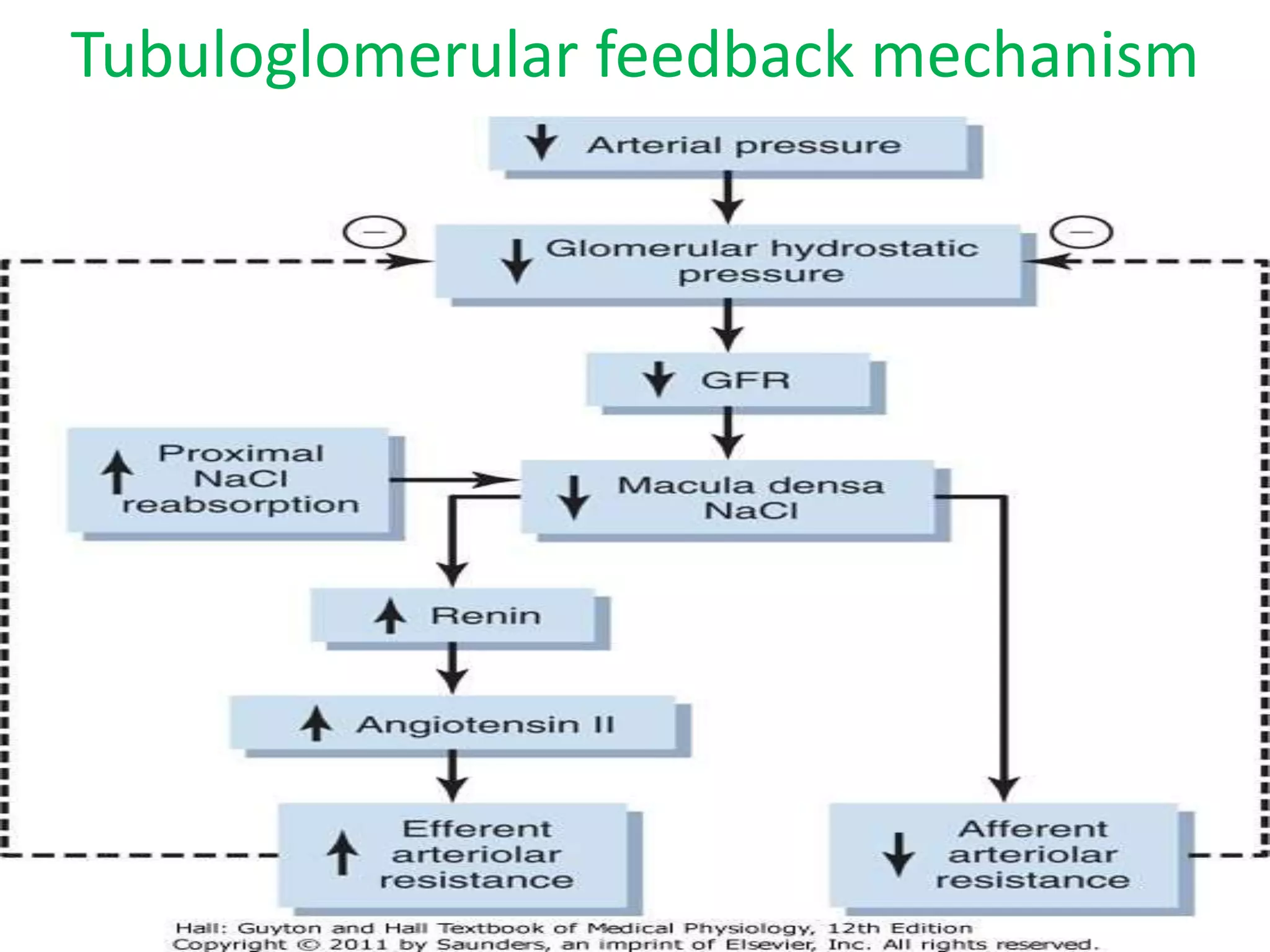 Autoregulation of glomerular filtration rate and renal blood | PPTX