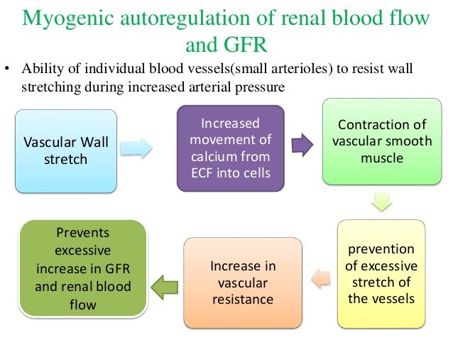 Autoregulation of glomerular filtration rate and renal blood