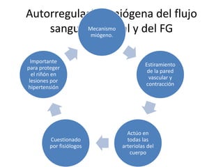 Autorregulación del Filtrado Glomerular y del flujo sanguíneo renal | PPTX