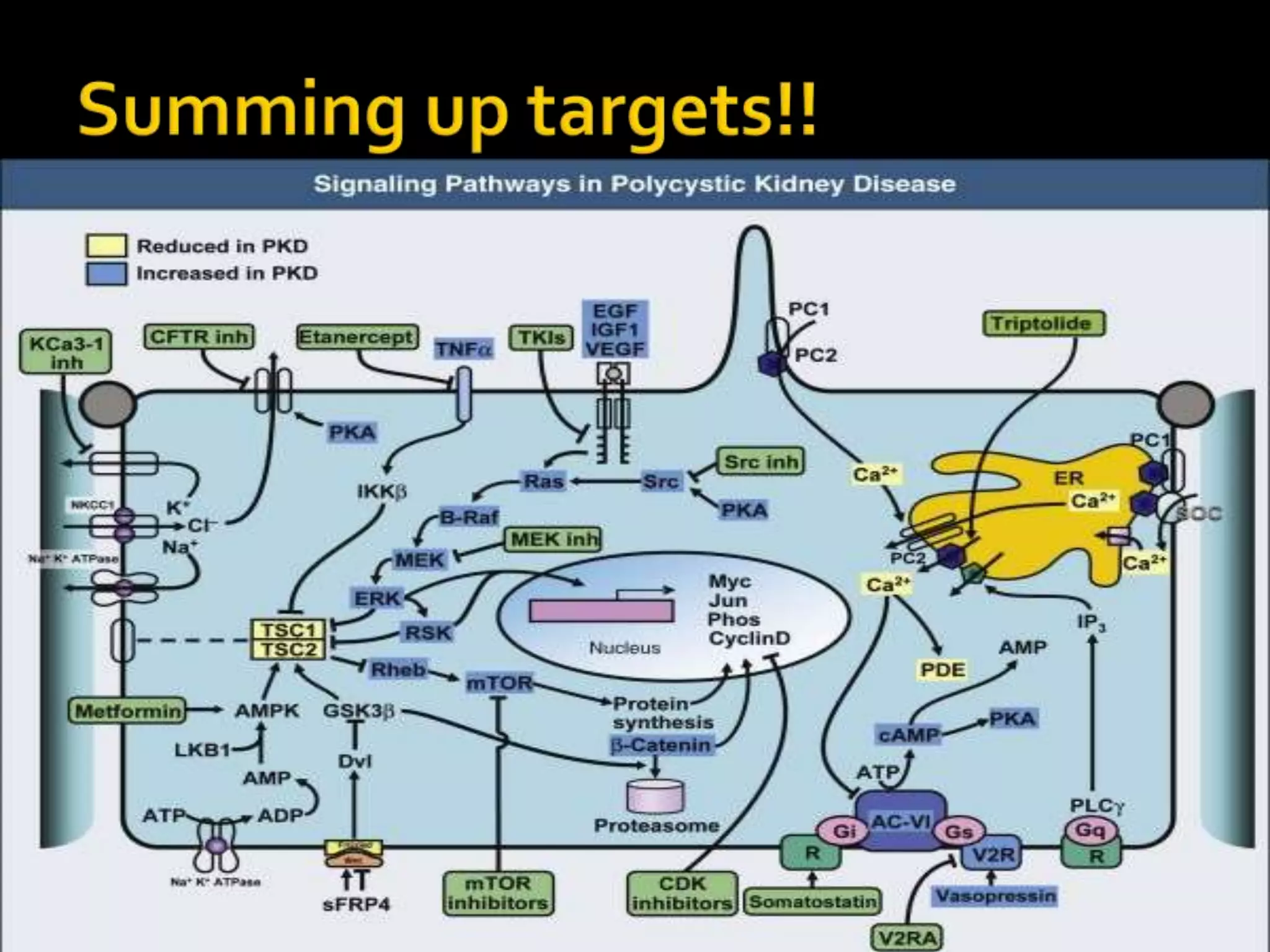 Autosomal dominant polycystic kidney disease (adpkd) | PPTX