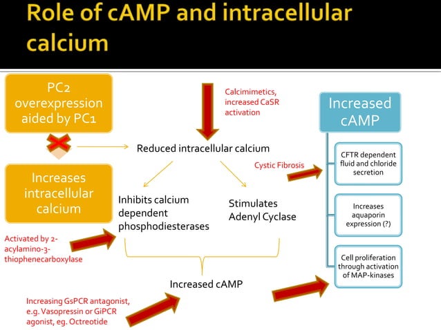 Autosomal dominant polycystic kidney disease (adpkd) | PPTX | Genetics ...