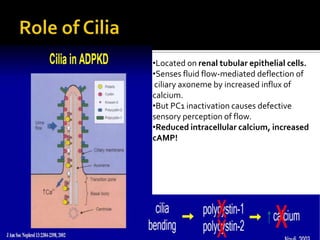 Autosomal dominant polycystic kidney disease (adpkd) | PPTX