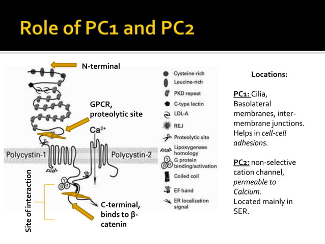 Autosomal dominant polycystic kidney disease (adpkd) | PPTX | Genetics ...