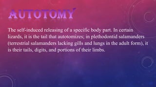 Autotomy parthenogenesis | PPTX