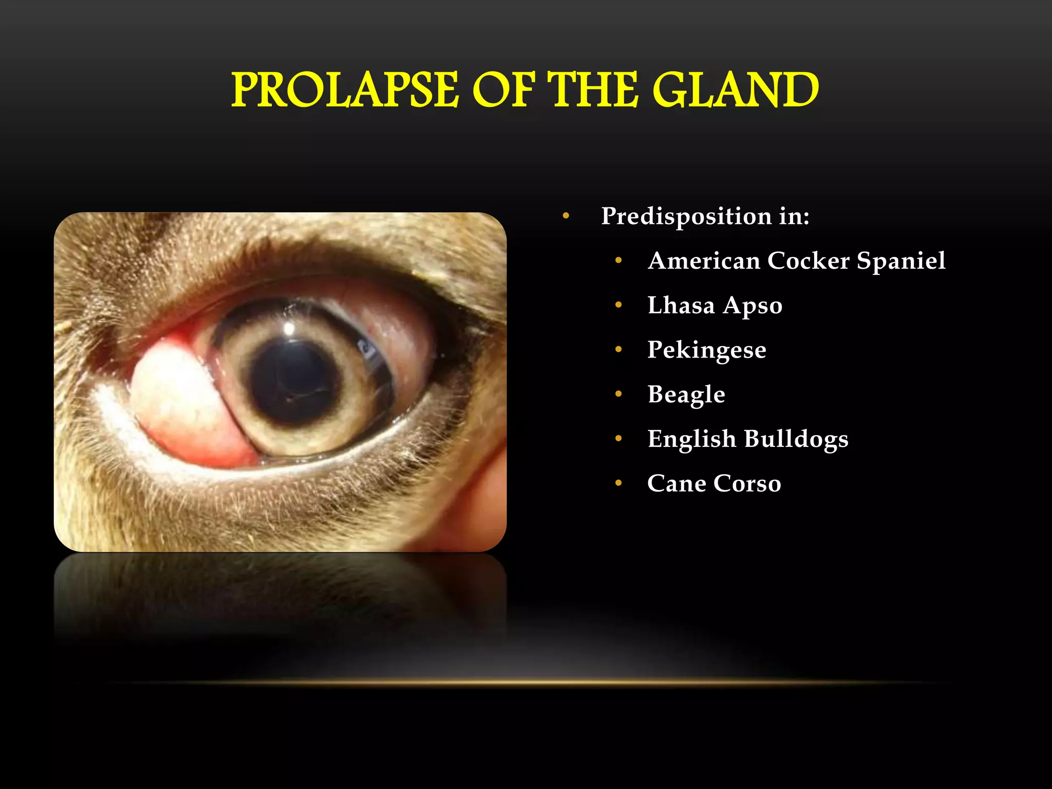 Autotransplantation of the recurrently prolapsed third eyelid gland in ...
