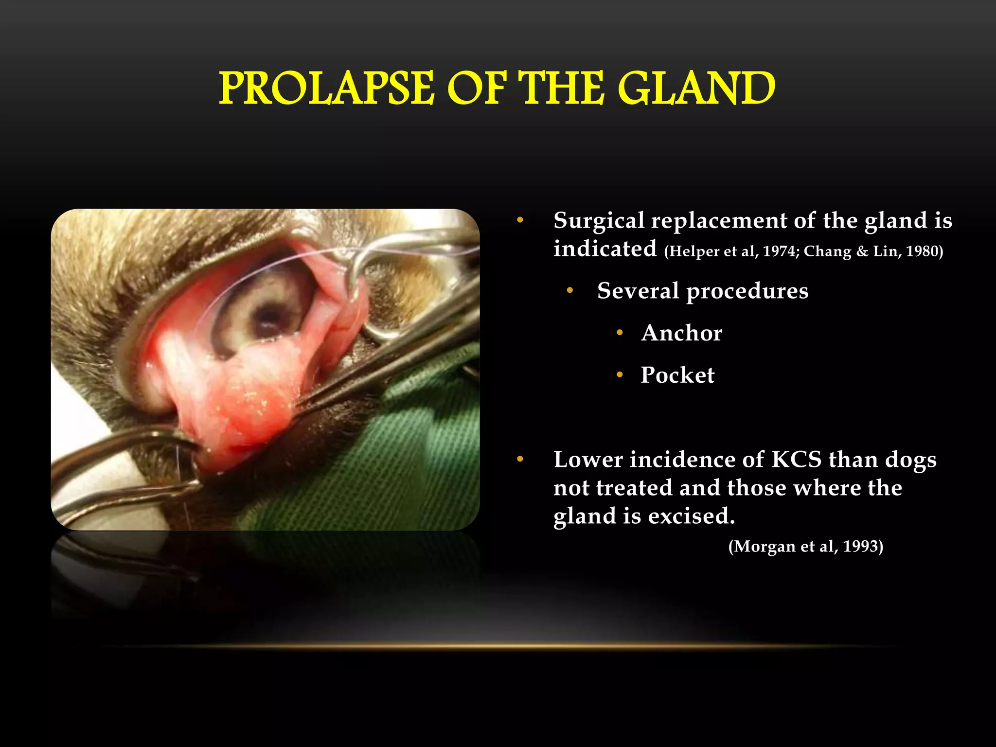 Autotransplantation of the recurrently prolapsed third eyelid gland in ...