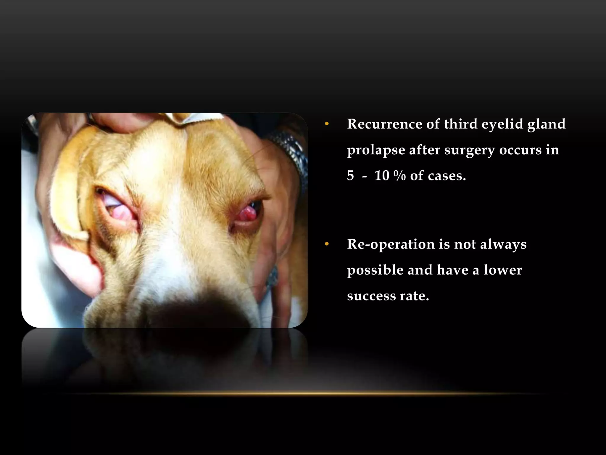 Autotransplantation of the recurrently prolapsed third eyelid gland in ...