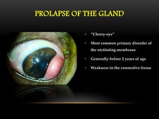 Autotransplantation of the recurrently prolapsed third eyelid gland in ...