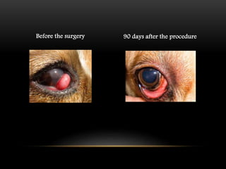 Autotransplantation of the recurrently prolapsed third eyelid gland in ...