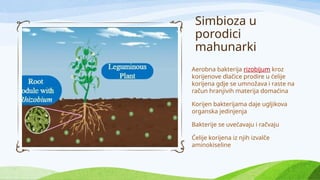autotrofija i heterotrofija biljaka.pptx
