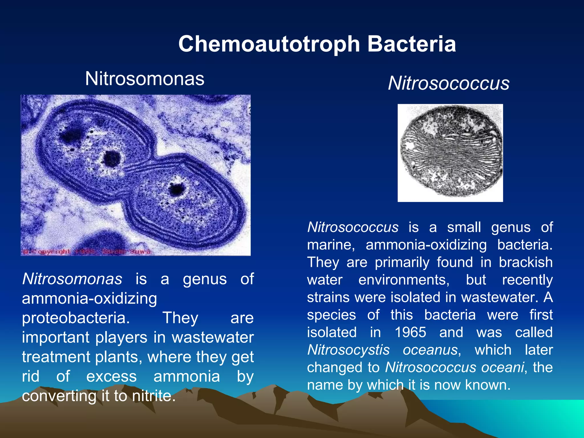 Autotroph & heterotroph bacteria | PPT