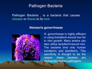 Autotroph & heterotroph bacteria | PPT
