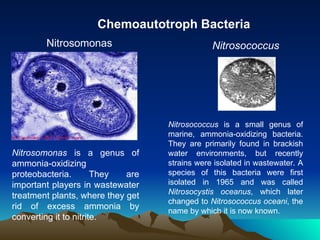 Autotroph & heterotroph bacteria | PPT