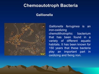 Autotroph & heterotroph bacteria | PPT