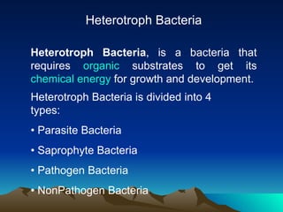 Autotroph & heterotroph bacteria | PPT