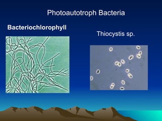 Autotrophic Bacteria