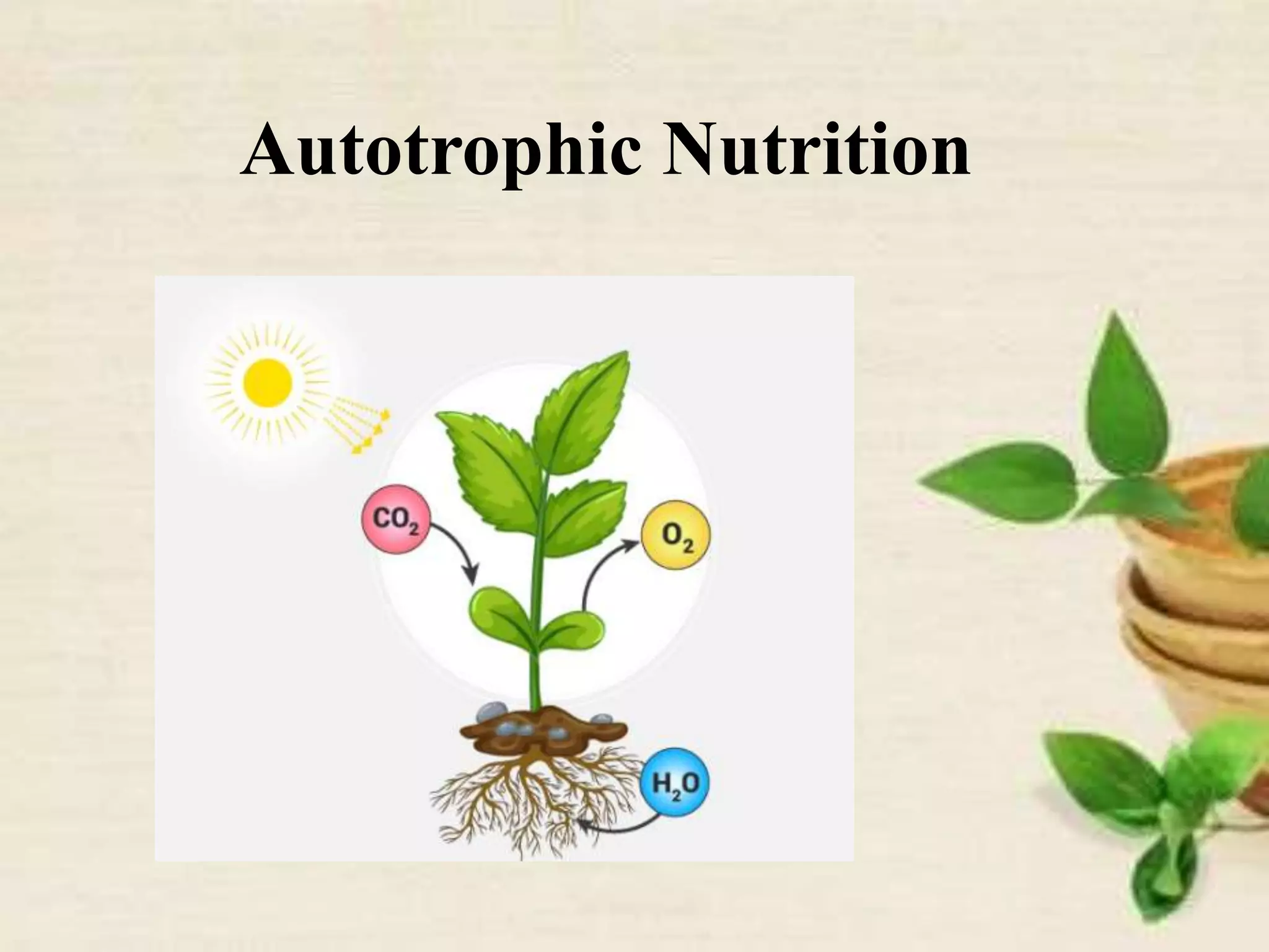 Autotrophic mode of Nutrition | PPTX