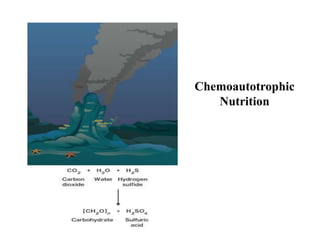 Autotrophic mode of Nutrition | PPTX
